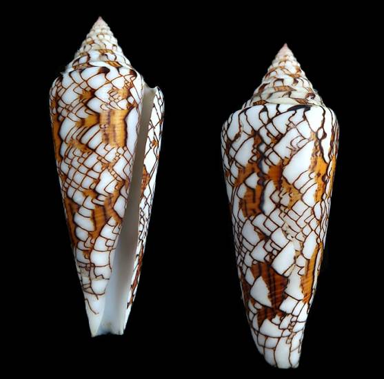 shellauction.net :: Conus sumbawaensis - 3691513