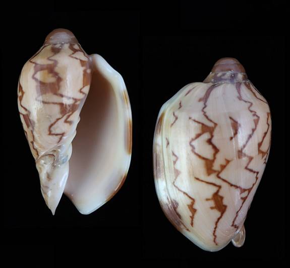 shellauction.net :: Cymbiola nobilis nobilis f. parva - 3691553