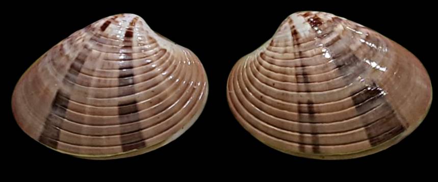 shellauction.net :: Callista sp. - 3691557
