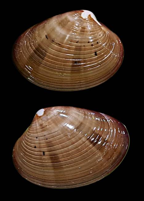 shellauction.net :: Callista sp. - 3691561