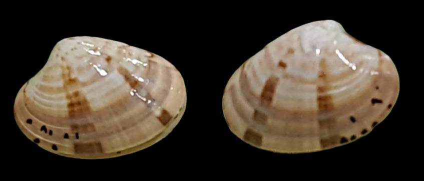 shellauction.net :: Callista sp. - 3691563