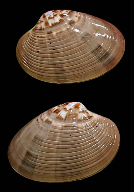 shellauction.net :: Callista sp. - 3691564