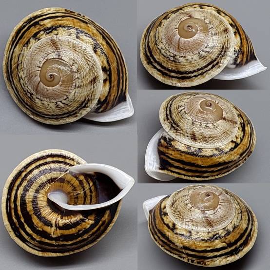 shellauction.net :: Papuina sp. - 3691596