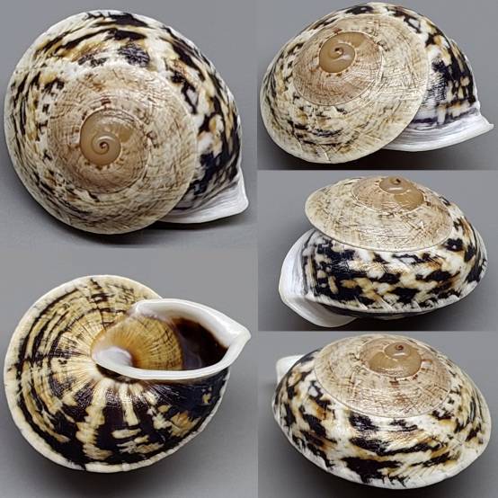 shellauction.net :: Papuina sp. - 3691603