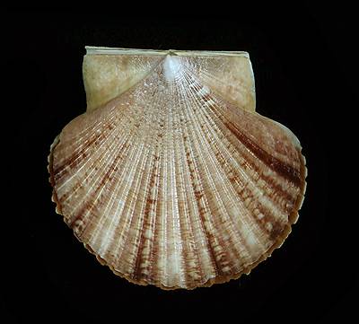 shellauction.net :: Minnivola pyxidata - 3691658