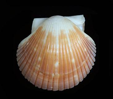 shellauction.net :: Minnivola pyxidata - 3691658