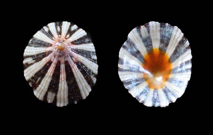 shellauction.net :: Cellana radiata - 3691662