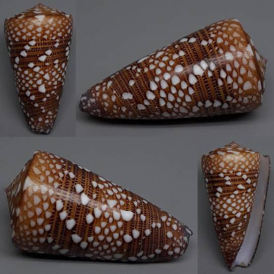 shellauction.net :: Conus nobilis victor - 3691711
