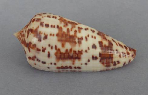 shellauction.net :: Conus lynceus - 3691719