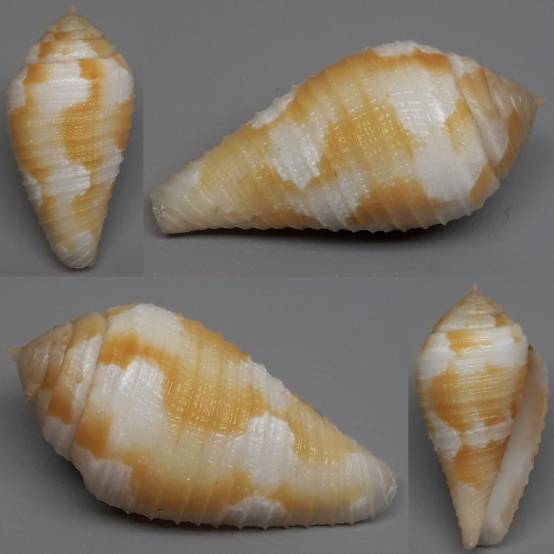 shellauction.net :: Conus pertusus - 3691739