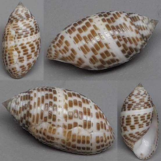 shellauction.net :: Pupa solidula - 3691776