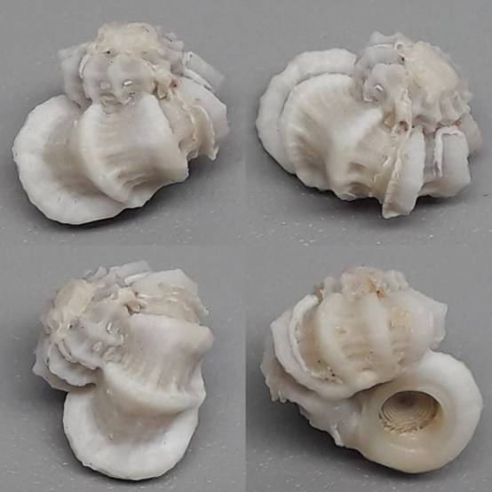 shellauction.net :: Modulus sp. - 3691786