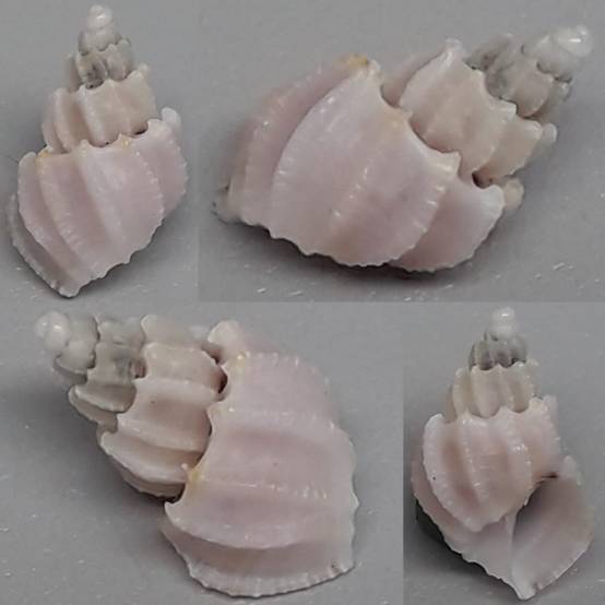 shellauction.net :: Scalptia sp. - 3691790