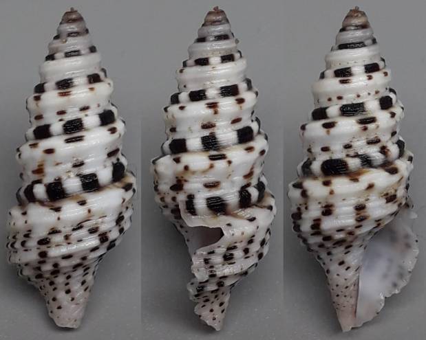 shellauction.net :: Turris sp. - 3691827