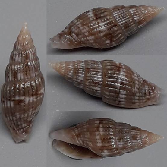 shellauction.net :: Vexillum sp. - 3691829