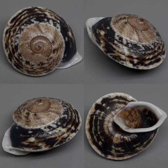 shellauction.net :: Papuina sp. - 3691861