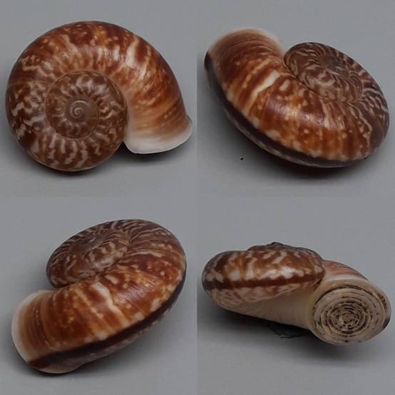 shellauction.net :: Cyclotus sp. - 3691929