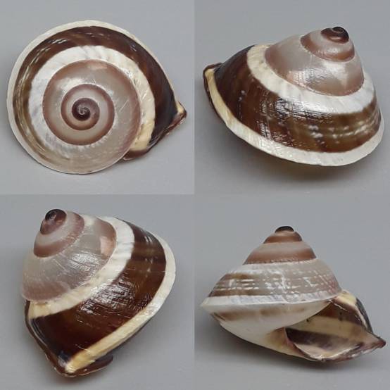 shellauction.net :: Rhynchotrochus sp. - 3691966