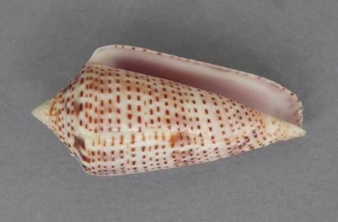 shellauction.net :: Conasprella ximenes - 3691969