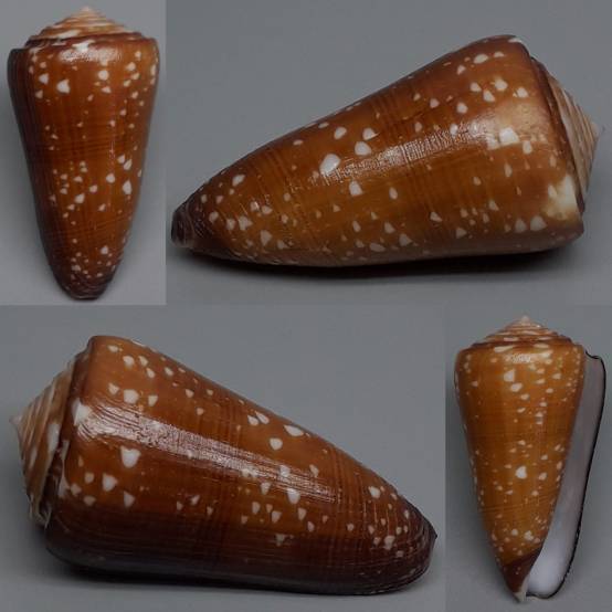 shellauction.net :: Conus nobilis victor - 3691974