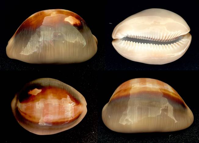 shellauction.net :: Lyncina ventriculus - 3692004