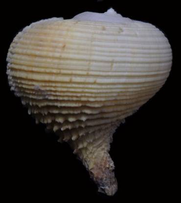 shellauction.net :: Rapa rapa - 3692015