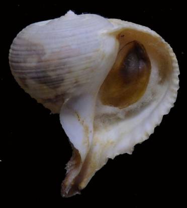 shellauction.net :: Rapa rapa - 3692015