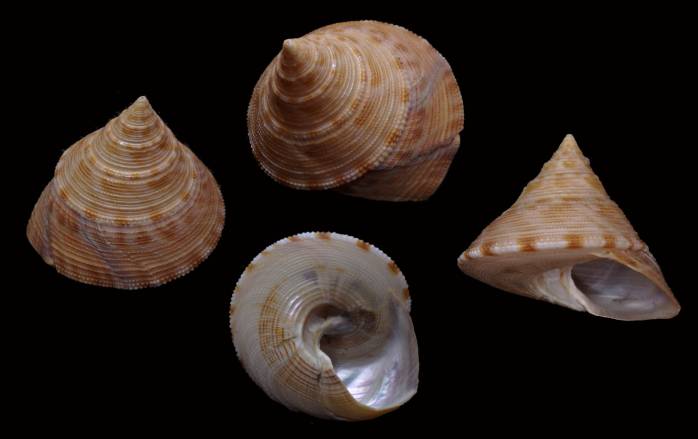 shellauction.net :: Calliostoma formosense - 3692041