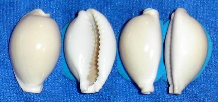 shellauction.net :: Naria eburnea - 3692211