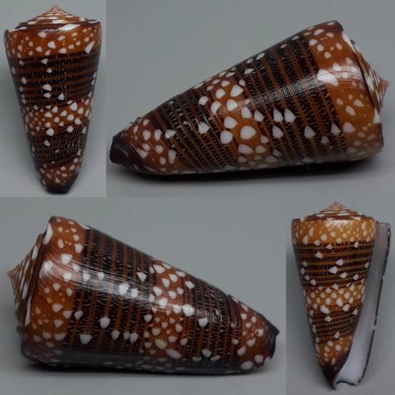shellauction.net :: Conus nobilis victor - 3692245