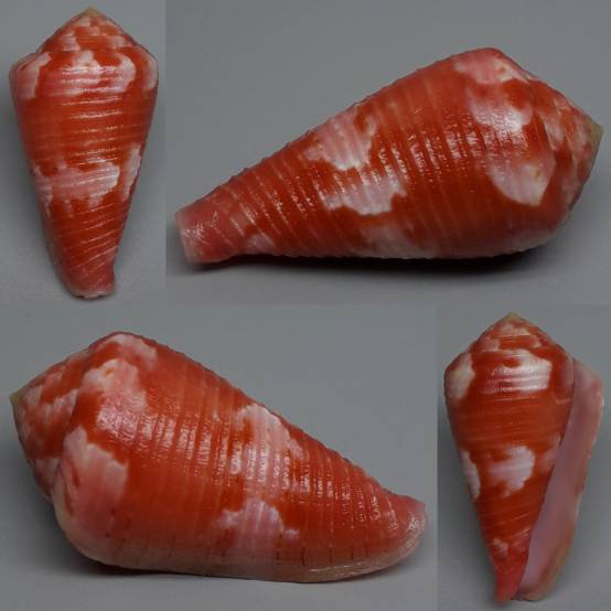 shellauction.net :: Conus pertusus - 3692262