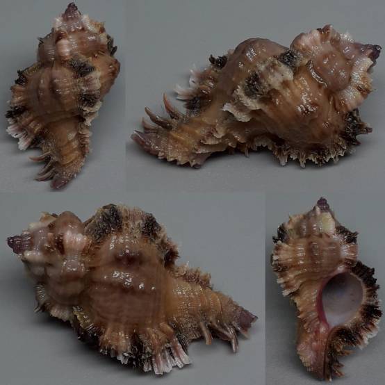 shellauction.net :: Chicoreus sp. - 3692265