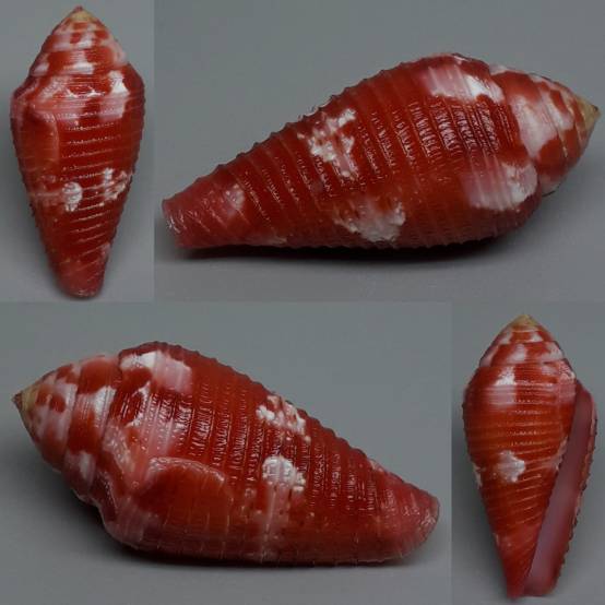 shellauction.net :: Conus pertusus - 3692272