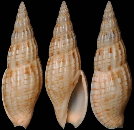 shellauction.net :: Lyria vicdani - 3692280