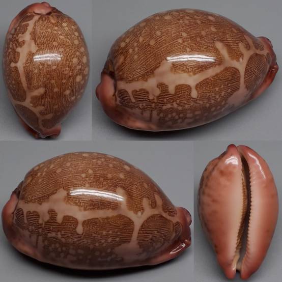 shellauction.net :: Leporicypraea mappa f. panerythra - 3692324