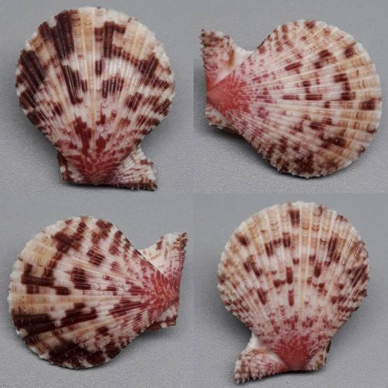 shellauction.net :: Mimachlamys senatoria - 3692406