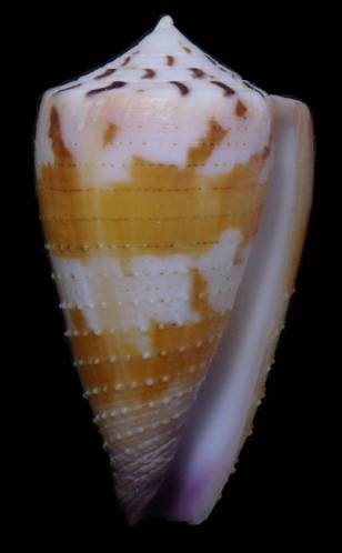 shellauction.net :: Conus circumactus - 3692426