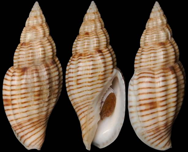 shellauction.net :: Lyria planicostata - 3692519