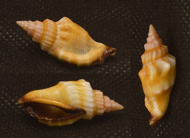 shellauction.net :: Canarium radians - 3692523