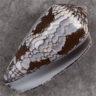 shellauction.net :: Darioconus rosiae f. melbae - 3692547