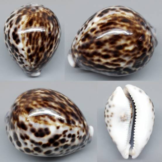 shellauction.net :: Cypraea tigris - 3692576