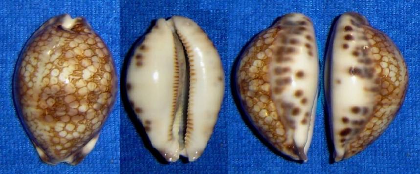 shellauction.net :: Mauritia histrio - 3692631