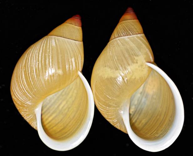 shellauction.net :: Drymaeus valentini - 3692659