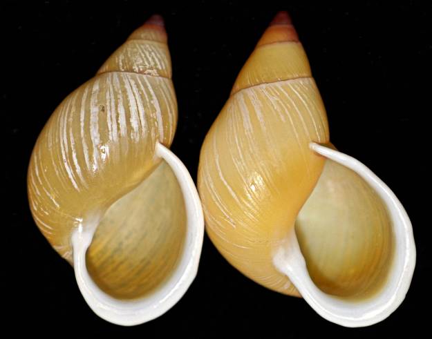 shellauction.net :: Drymaeus valentini - 3692671