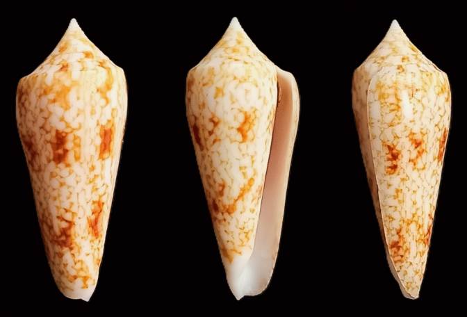 shellauction.net :: Conus neptunus - 3692736