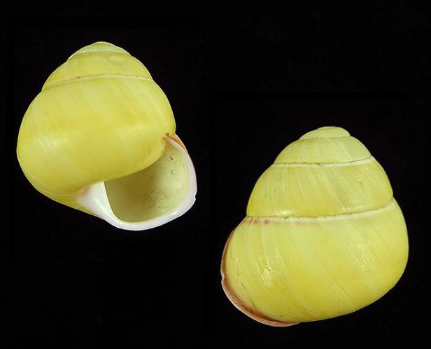 shellauction.net :: Pachysphaera annulata - 3692777