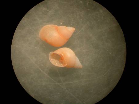 shellauction.net :: Rissoid species - 3692788