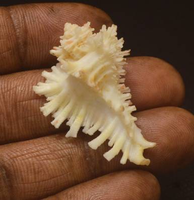 shellauction.net :: Homalocantha digitata - 3692845