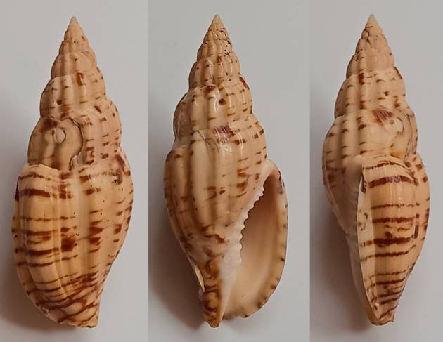 shellauction.net :: Lyria boholensis - 3692855