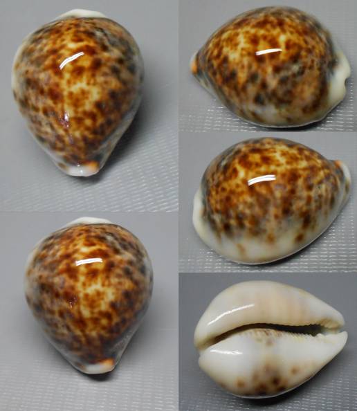 shellauction.net :: Cypraea tigris - 3692945